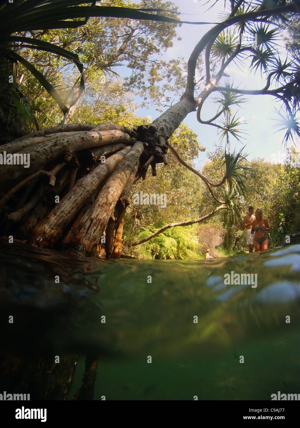 Tourists wading in Eli Creek, Fraser Island World Heritage Area ...