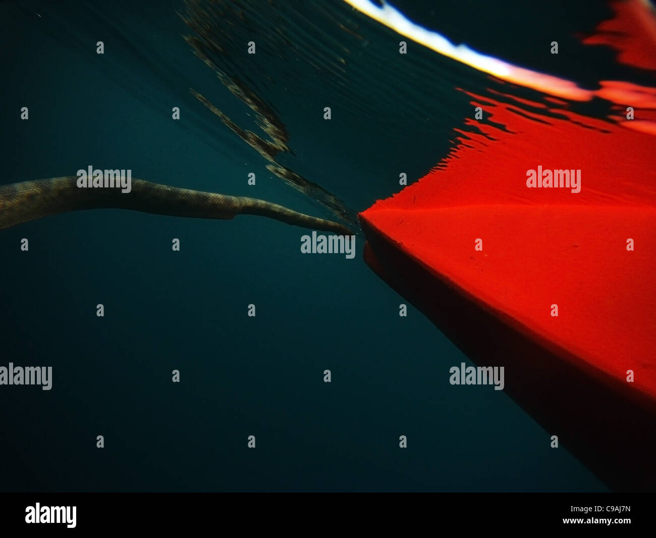 Red sea snake hi-res stock photography and images - Alamy