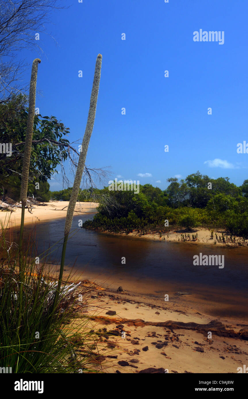 Flowering grass trees (Xanthorrhoea sp) at Dundonga Creek, west coast ...