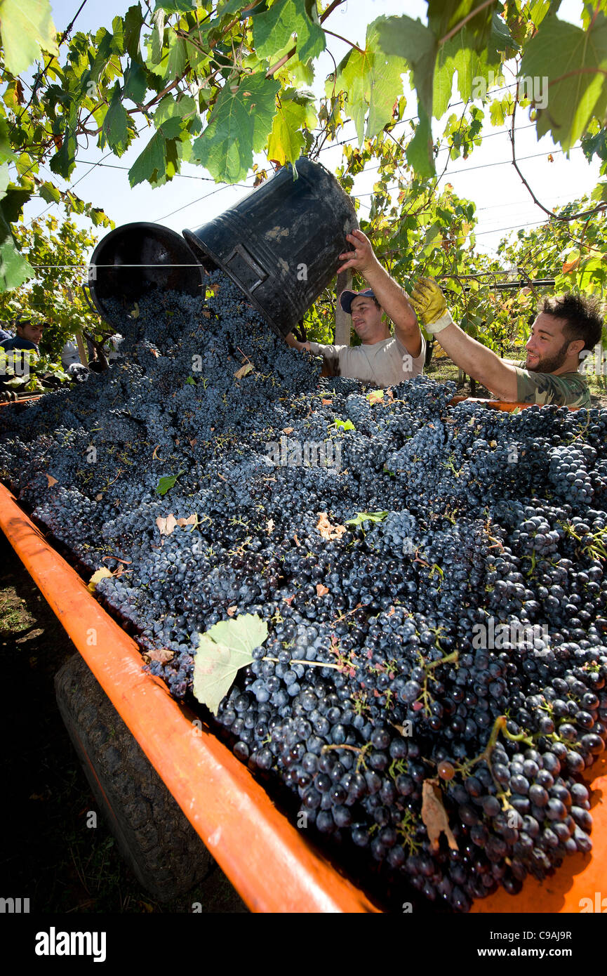 Vineyard vineyards grape harvesting hi-res stock photography and images ...