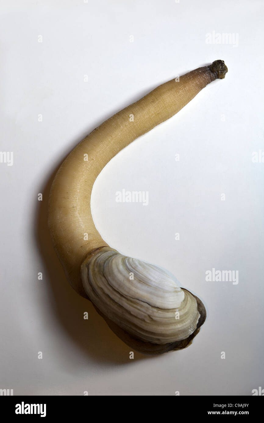 Geodock Clams - An example of the strange or weird food eaten by people ...