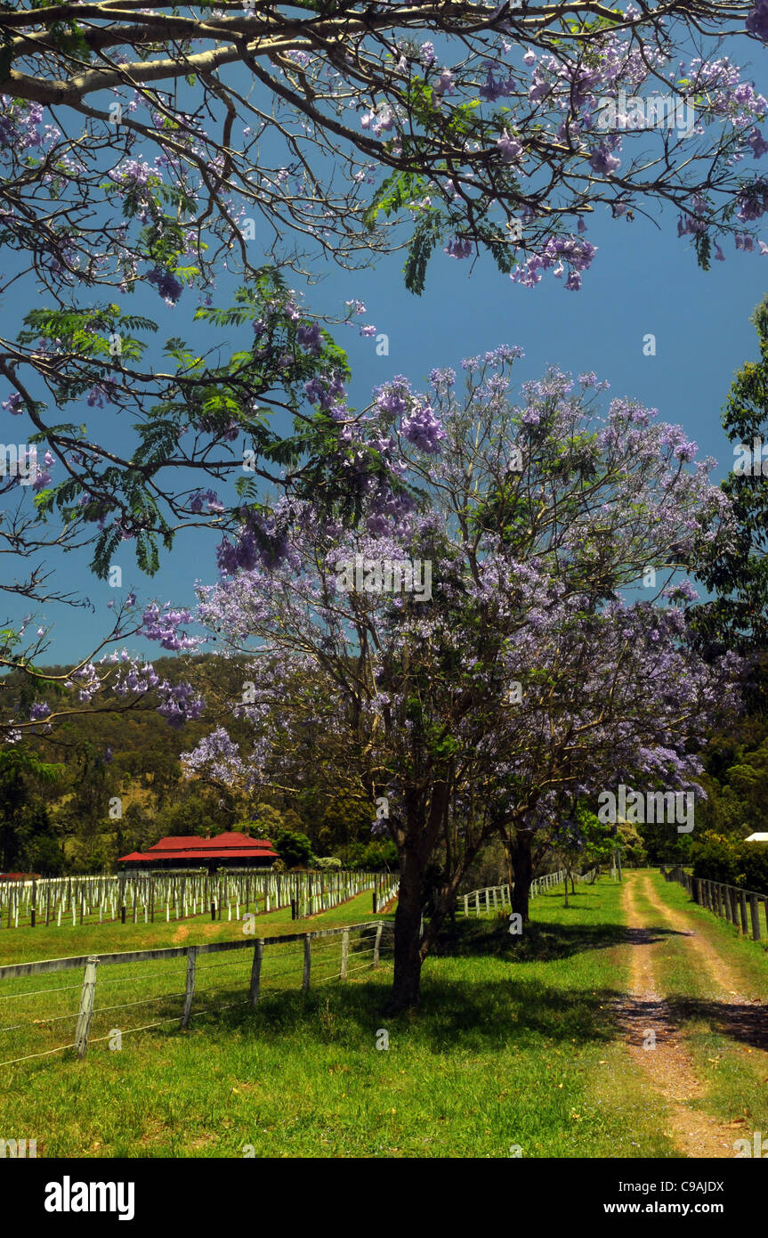 Jacaranda australia rural hi-res stock photography and images - Alamy