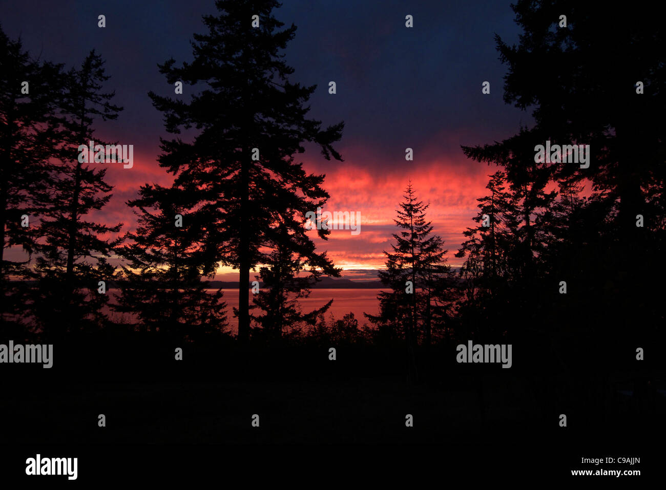 Ocean beyond trees hi-res stock photography and images - Alamy