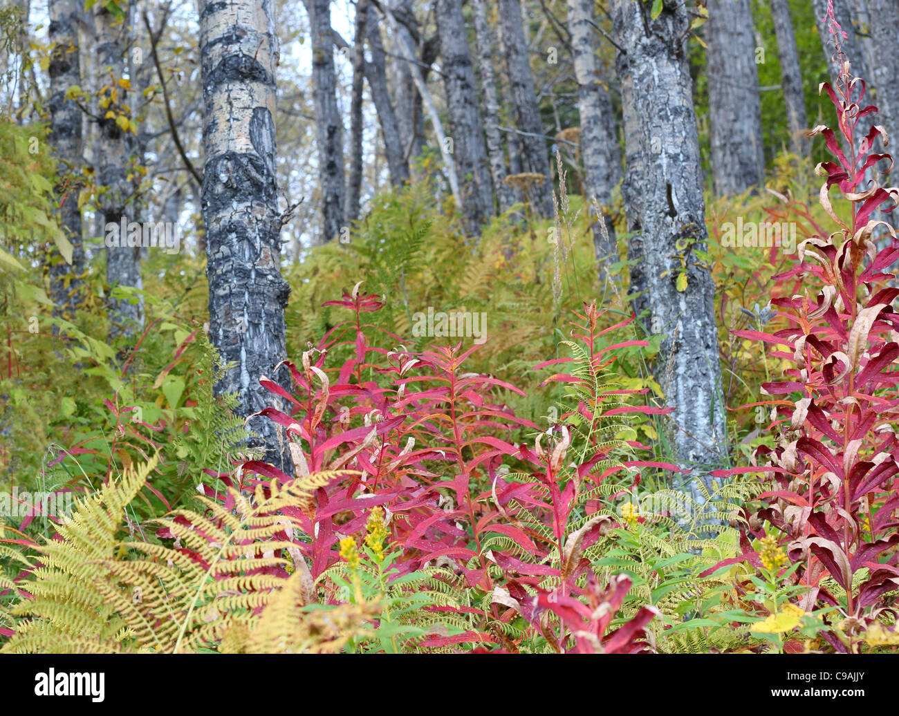 Birch forest in fall with colorful red fireweed and ferns Stock Photo ...
