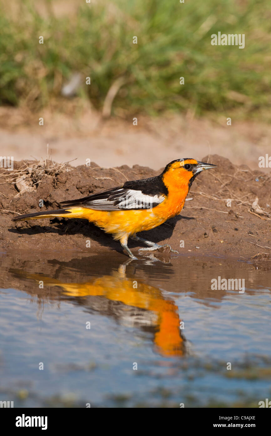 Bullock's Oriole, Icterus bullockii, trying to keep cool during a hot ...
