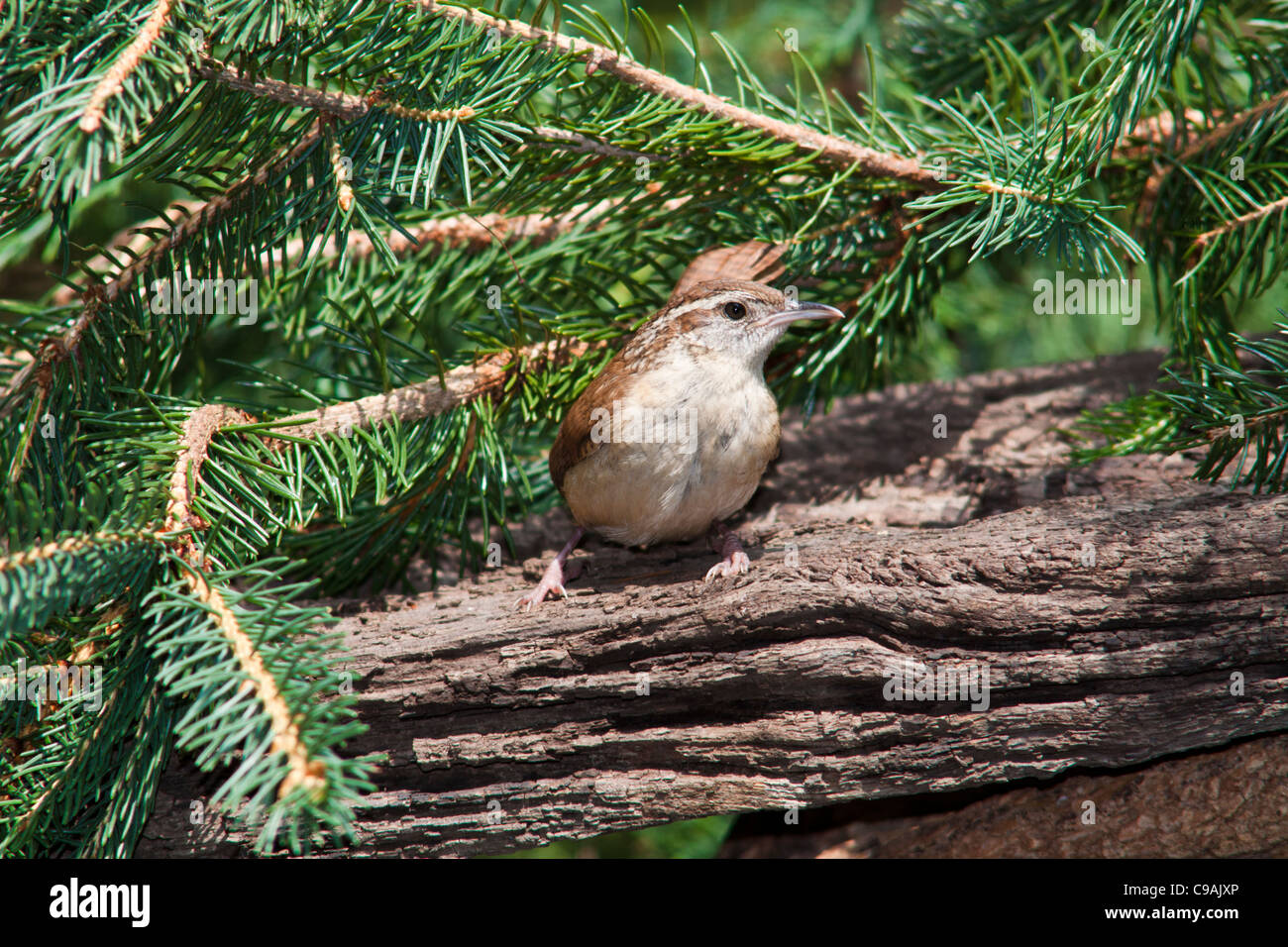 Carolina wren song bird hi-res stock photography and images - Alamy
