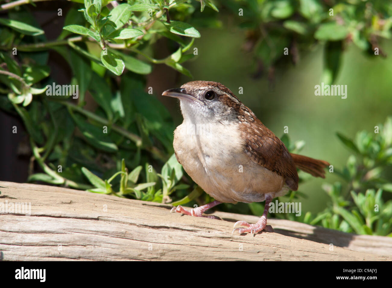 Carolina wren song bird hi-res stock photography and images - Alamy