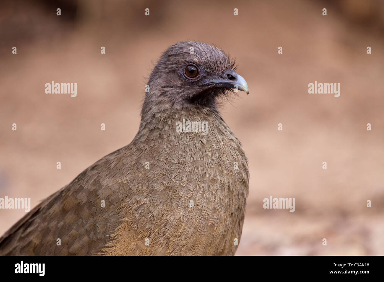 Plain Chachalaca, Ortalis vetula, at the Javelina-Martin ranch and ...