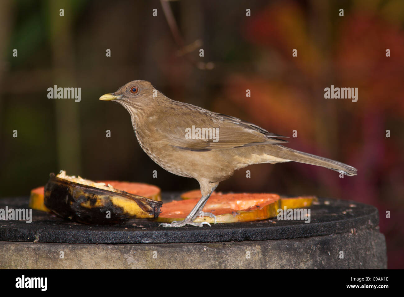 Clay-colored Robin or Clay-colored Thrush, Turdus grayi, in San Jose ...