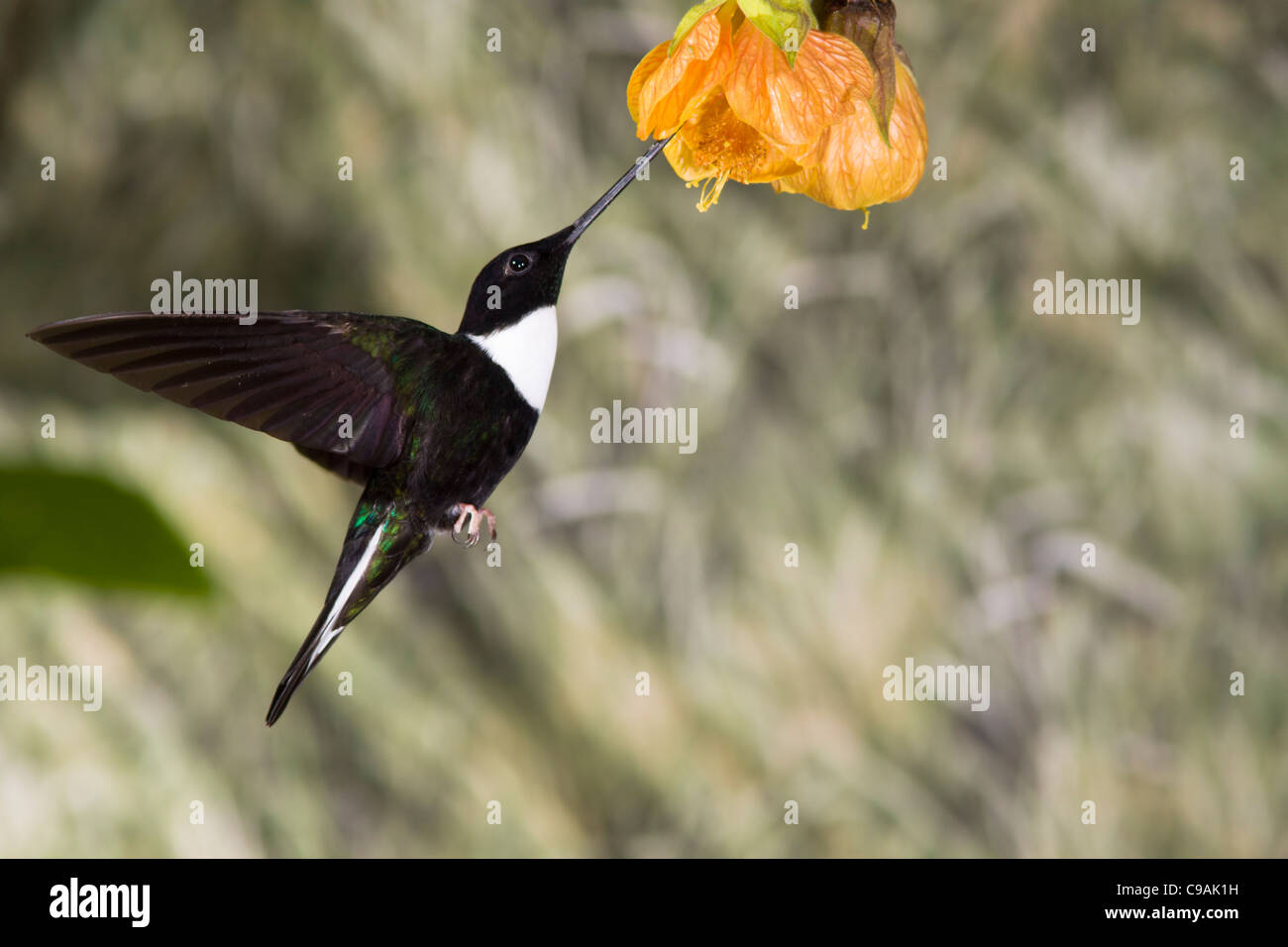 Collared Inca hummingbird, Coeligena torquata, feeding on Chinese ...