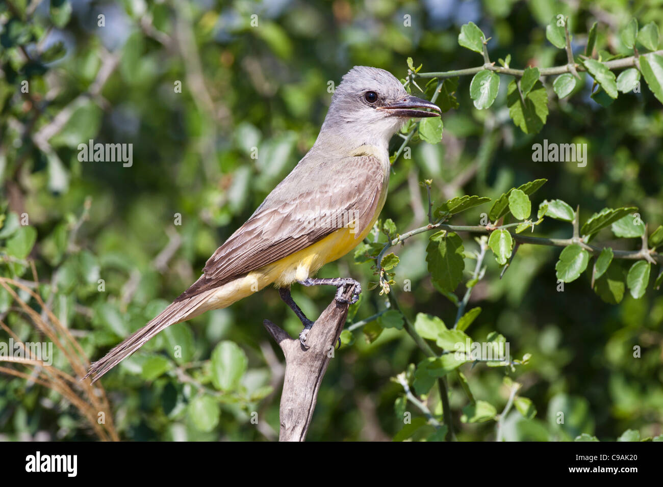 Couch's Kingbird, Tyrannus couchii, a tyrant flycatcher of the kingbird ...