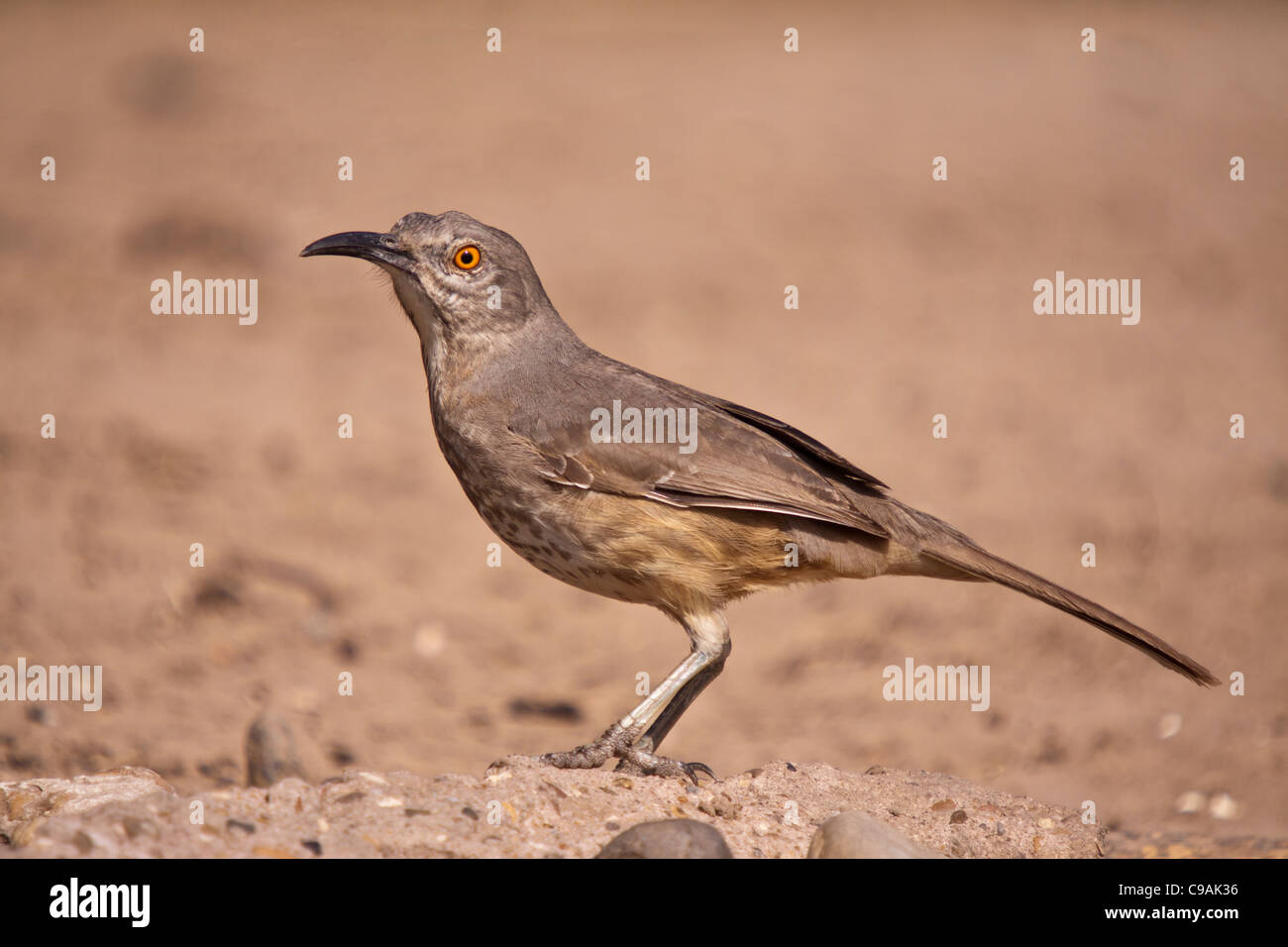 Curve-billed Thrasher, Toxostoma curvirostre, at the Javelina-Martin ...