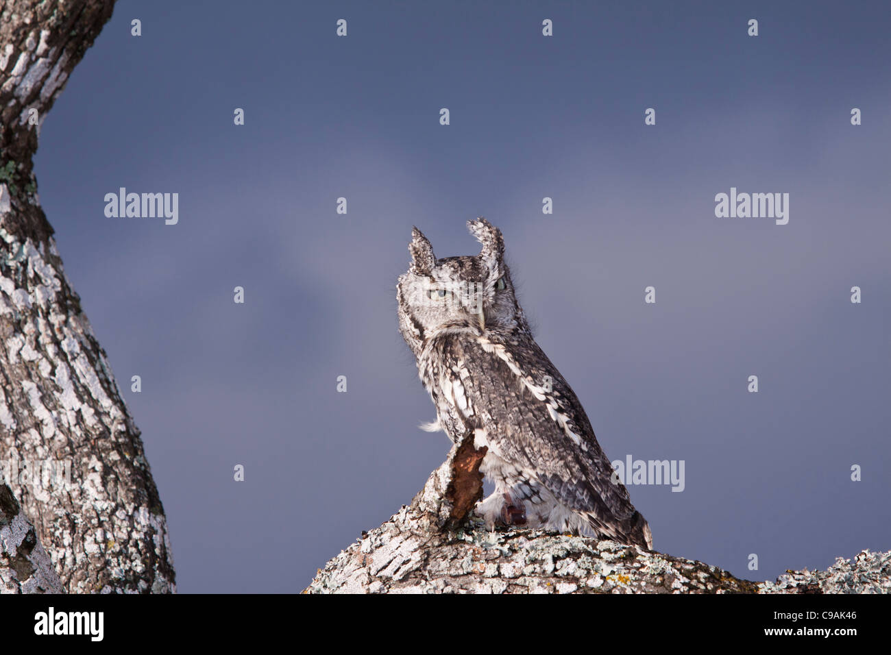 Screech owl camouflage hi-res stock photography and images - Alamy
