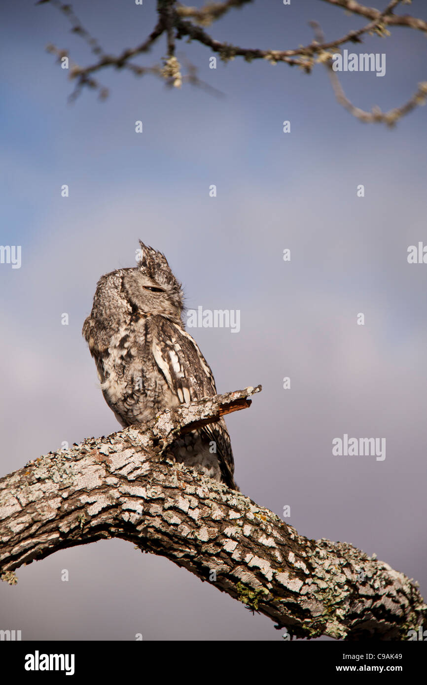 Eastern Screech-owl, Megascops asio, at Block Creek Natural Area, in ...