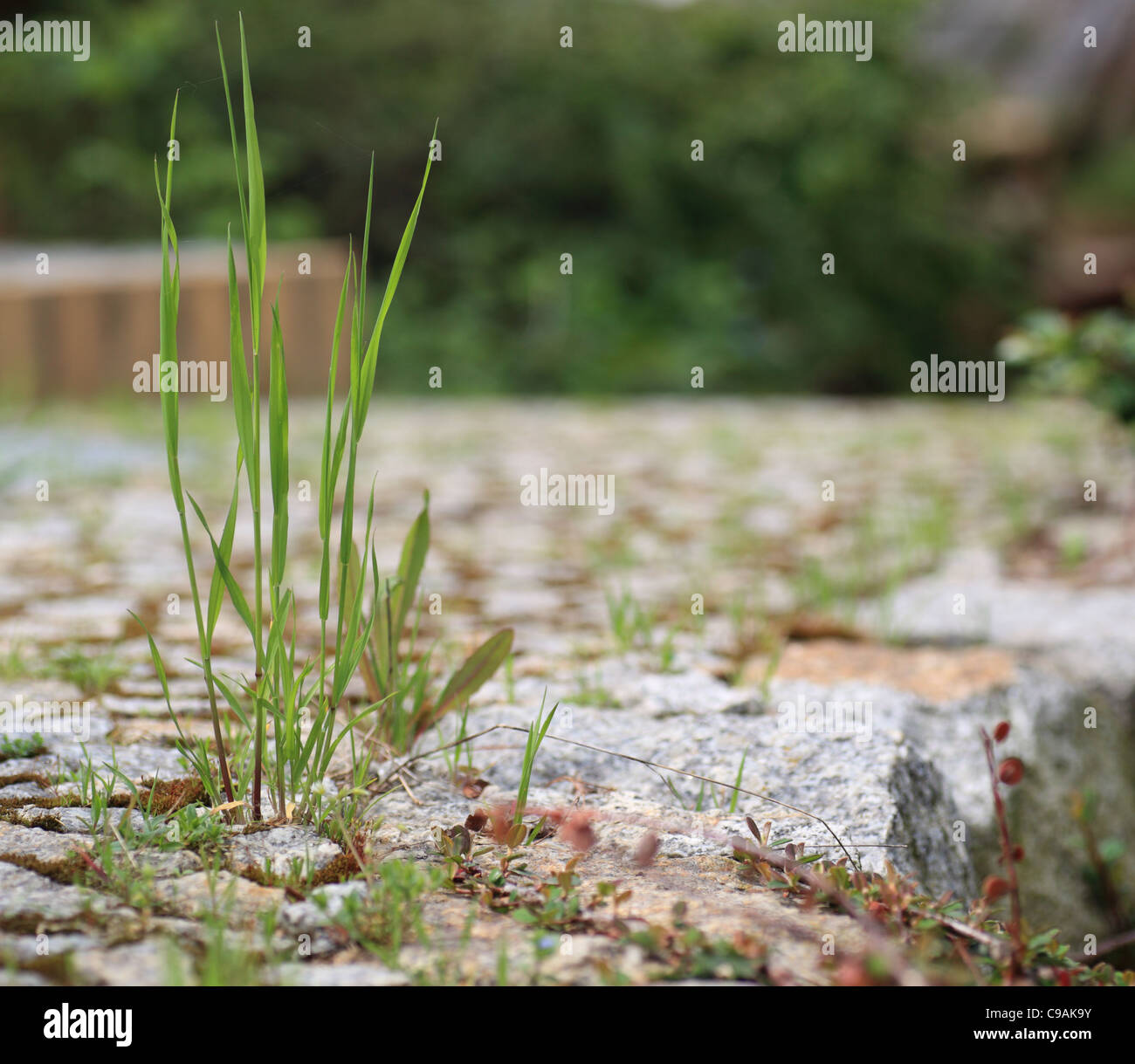 Garden stone path with grass macro, close-up Stock Photo - Alamy