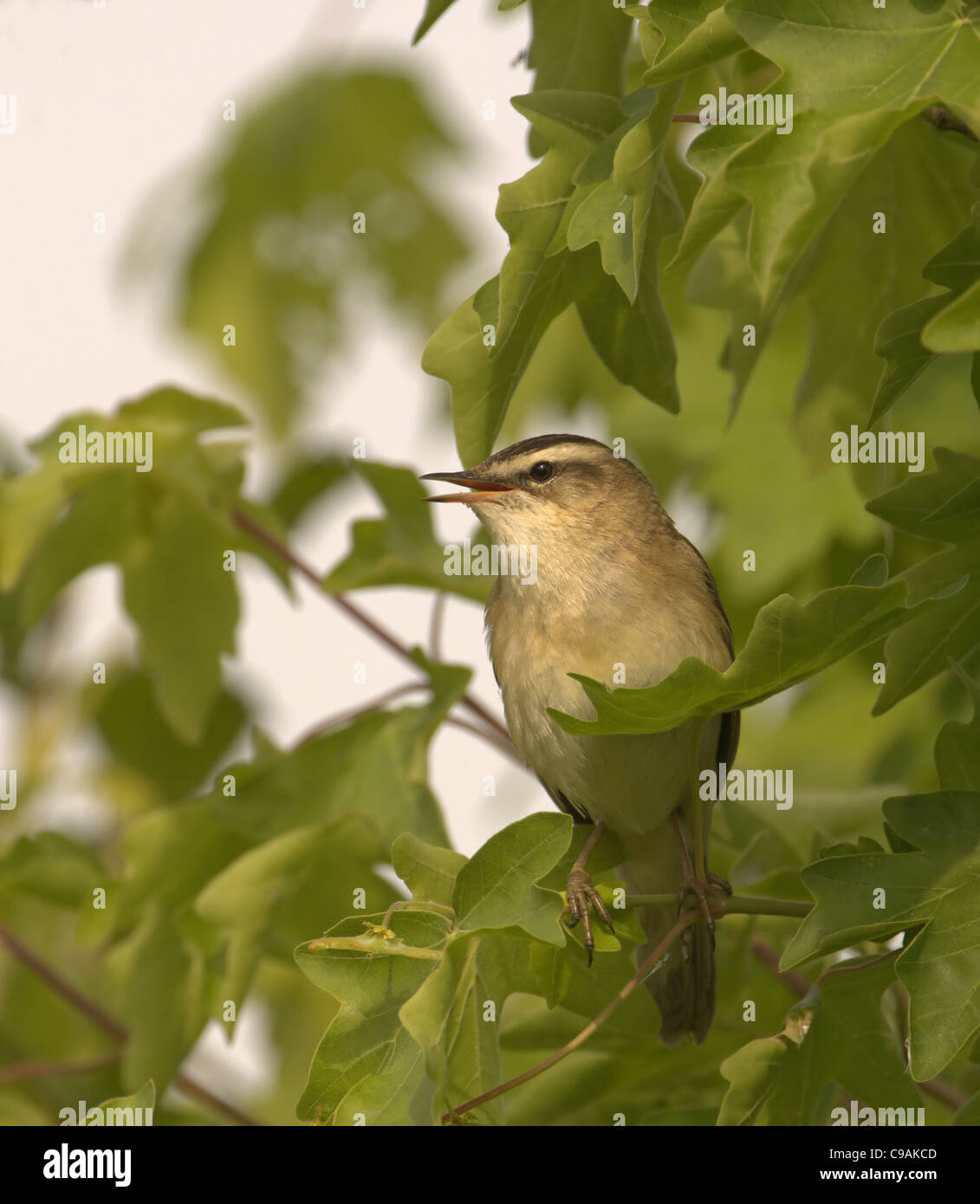 SEDGE WARBLER ACROCEPHALUS SCHOENOBAENUS PERCHED IN TREE Stock Photo ...