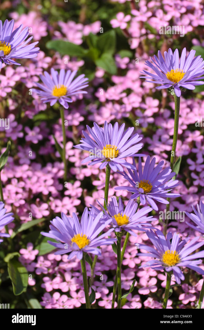 Aster alpinus blue perennial hi-res stock photography and images - Alamy
