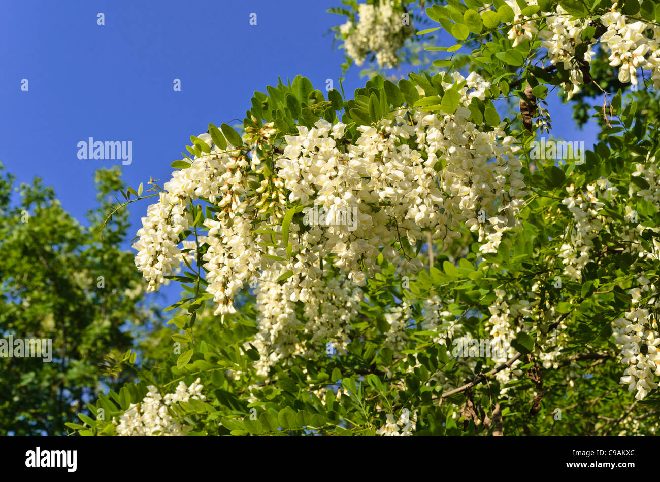 Black locust (Robinia pseudoacacia Stock Photo - Alamy