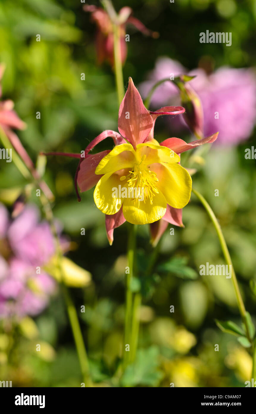 Mckana columbine flowers hi-res stock photography and images - Alamy