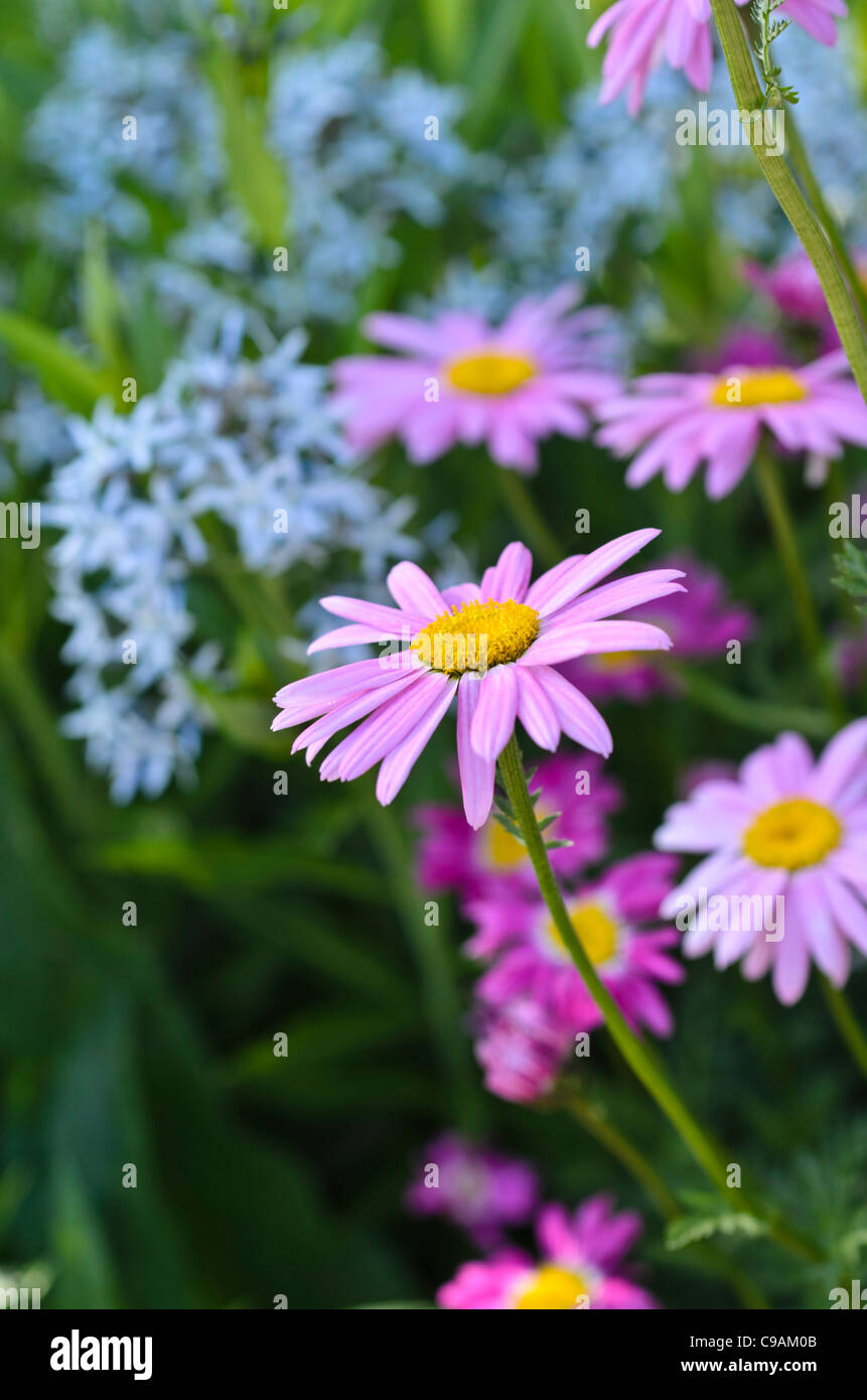 Pyrethrum (Tanacetum coccineum 'Robinsons Rosa' Stock Photo - Alamy