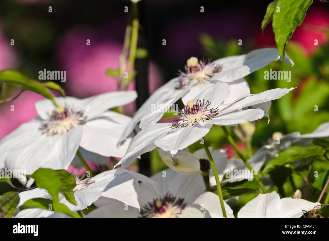 Clematis (Clematis Miss Bateman Stock Photo - Alamy