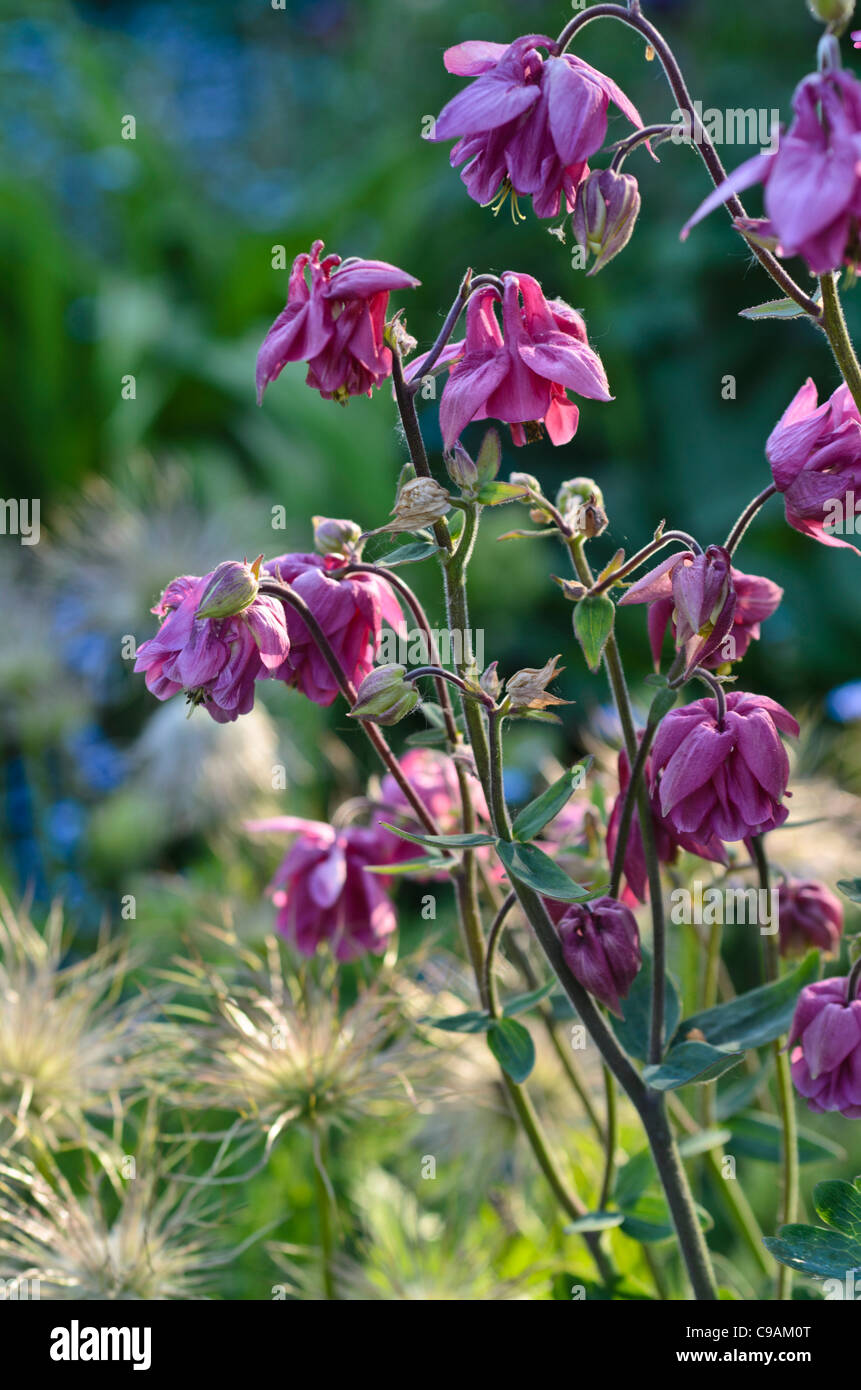 Purple aquilegia plants hi-res stock photography and images - Alamy