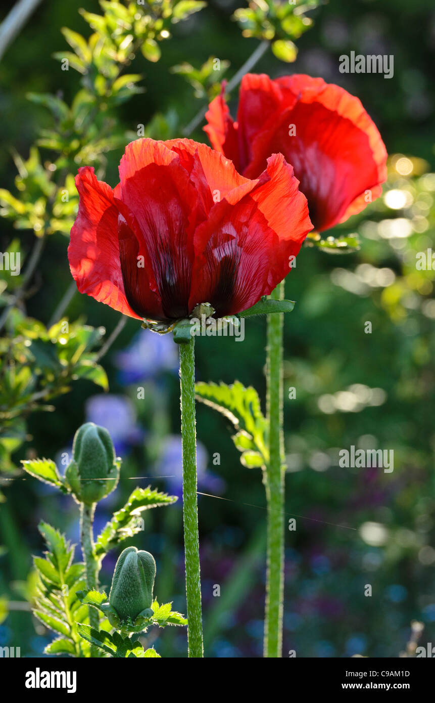 Papaver Bracteatum