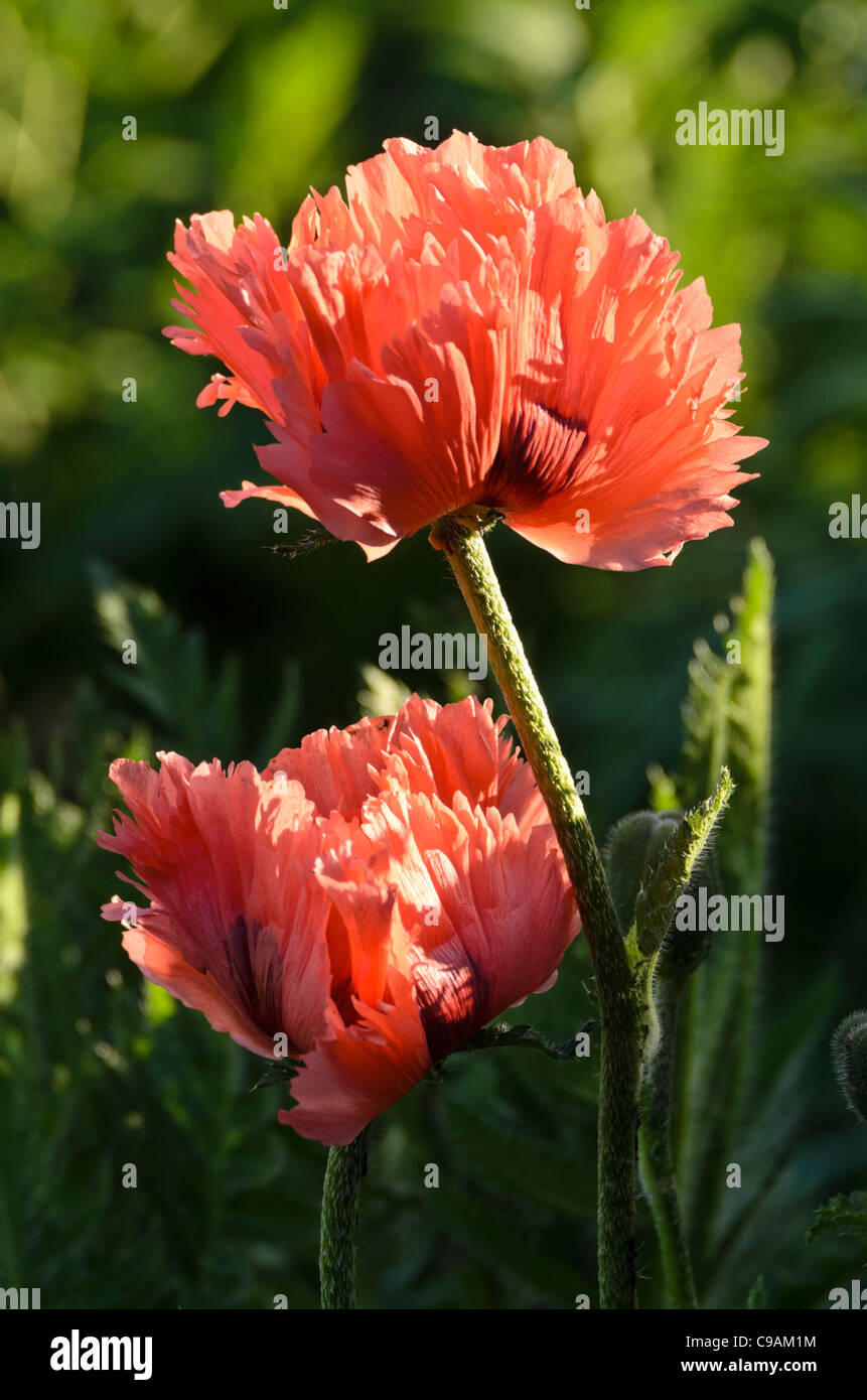 Oriental poppy (Papaver orientale 'Pink Ruffles' Stock Photo - Alamy