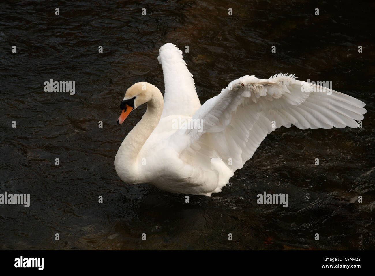 White Mute Swan (Cygnus Olor) stretching open wings on the River Itchen ...