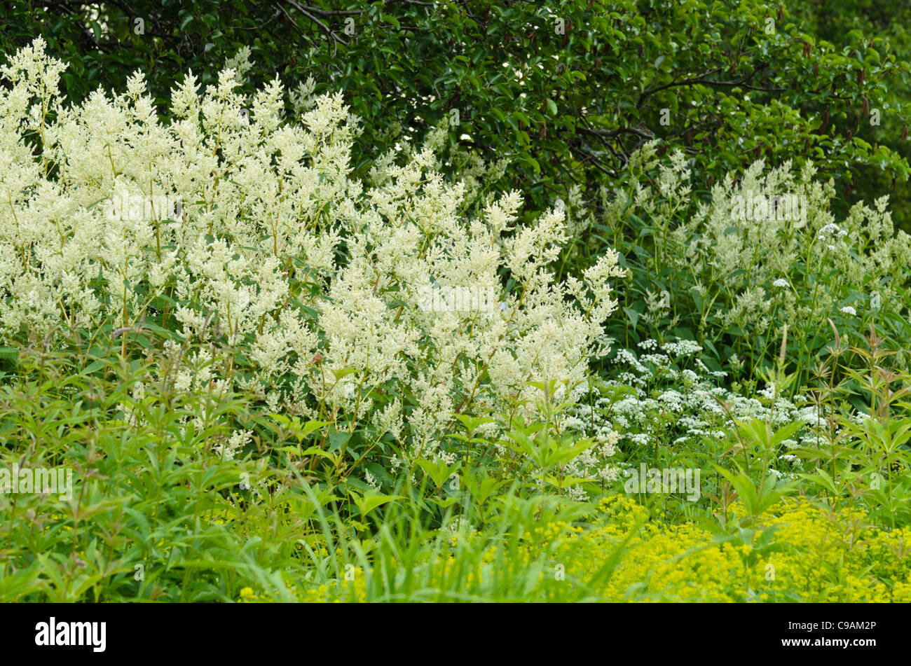 Alpine knotweed (Aconogonon alpinum syn. Polygonum alpinum Stock Photo ...