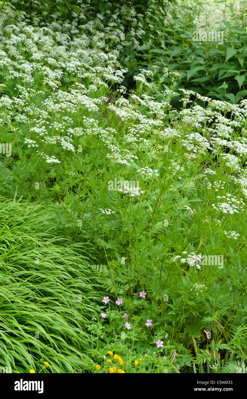 Apiaceae umbelliferae hi-res stock photography and images - Alamy