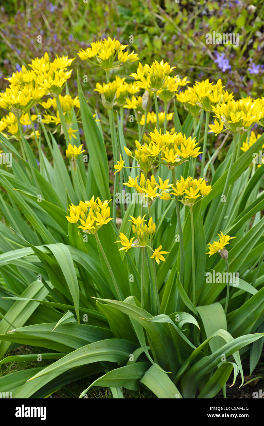 Lily leek (Allium moly Stock Photo - Alamy