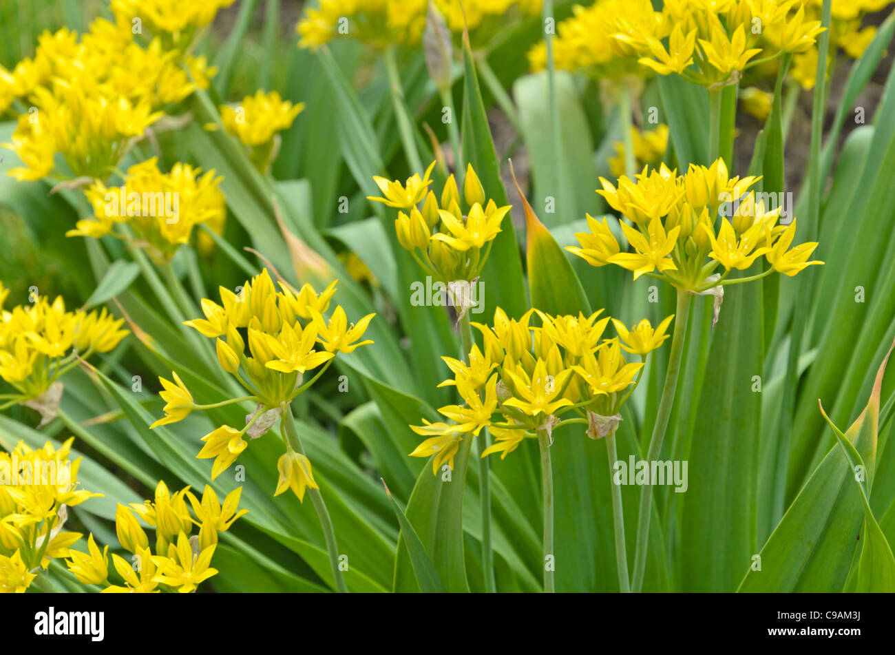 Lily leek (Allium moly Stock Photo - Alamy