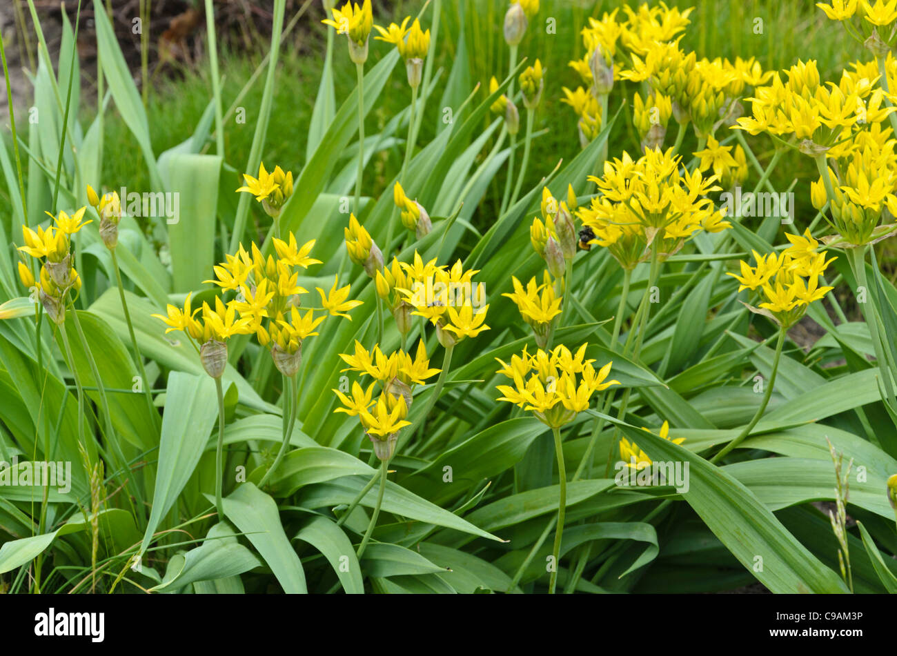 Lily leek (Allium moly Stock Photo - Alamy