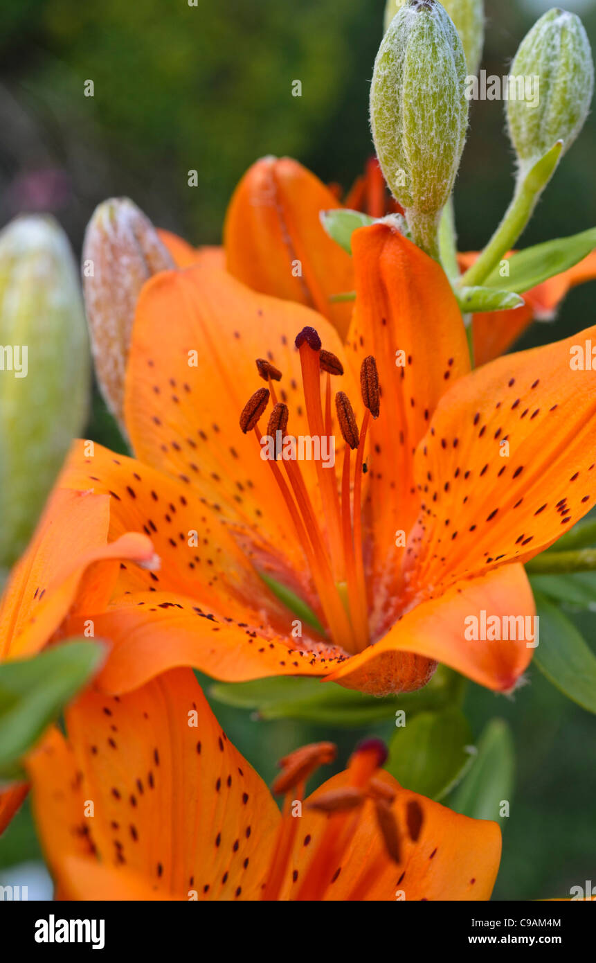 Fire lily (Lilium bulbiferum Stock Photo - Alamy