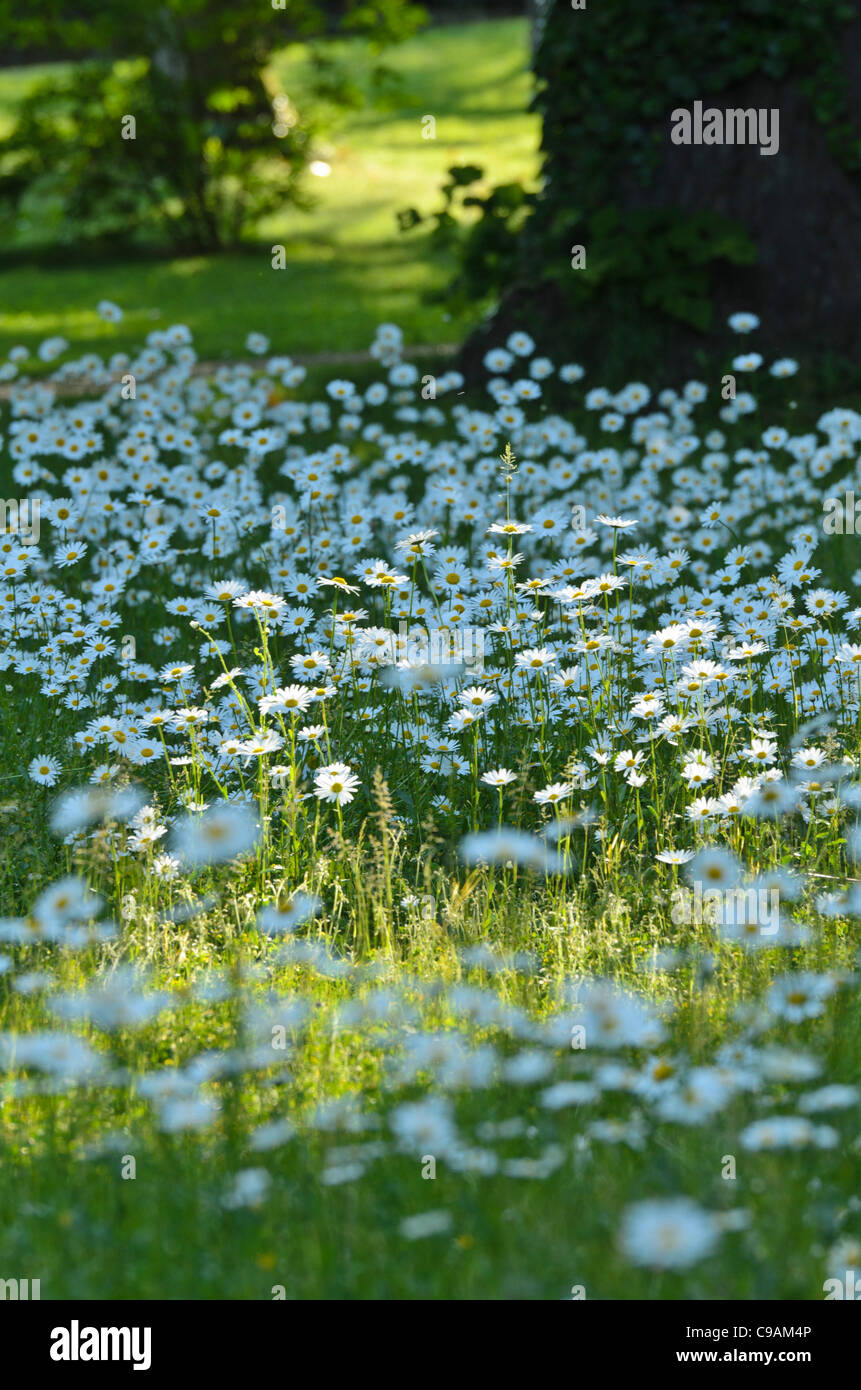 Oxeye daisy (Leucanthemum vulgare Stock Photo - Alamy