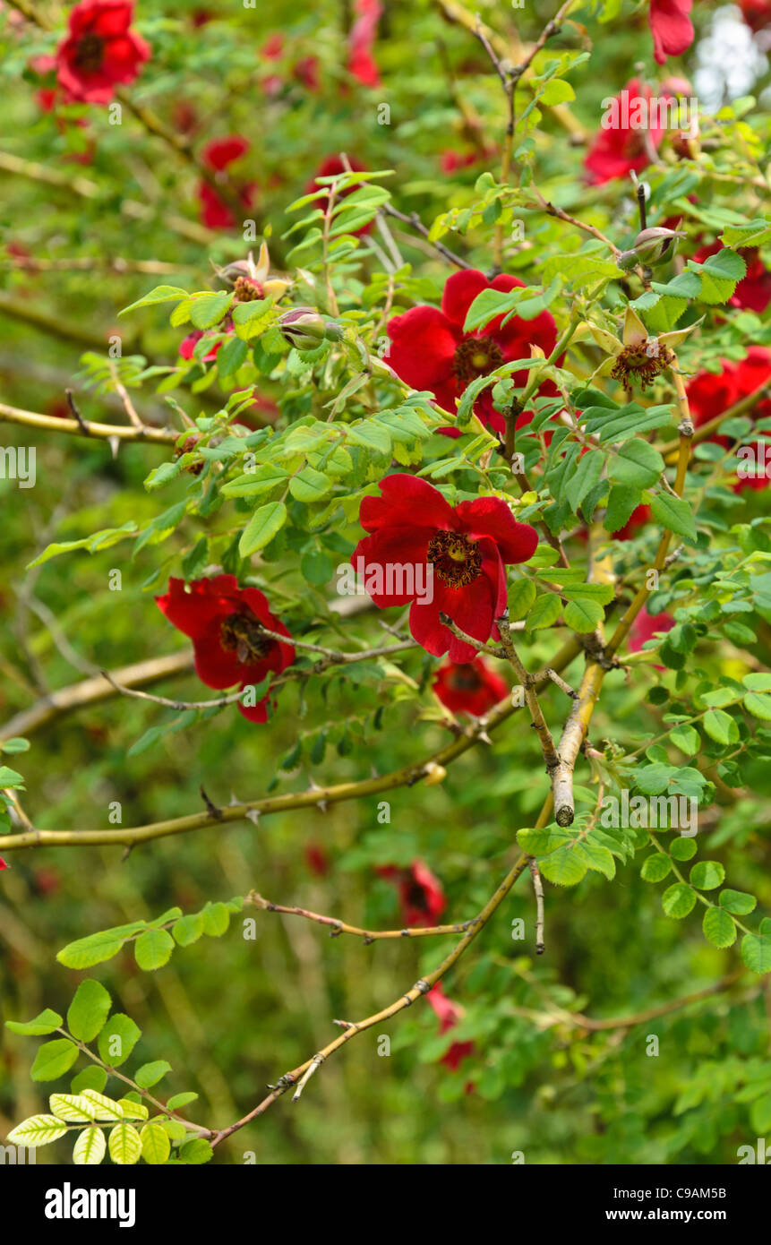 Rose (Rosa moyesii Stock Photo - Alamy