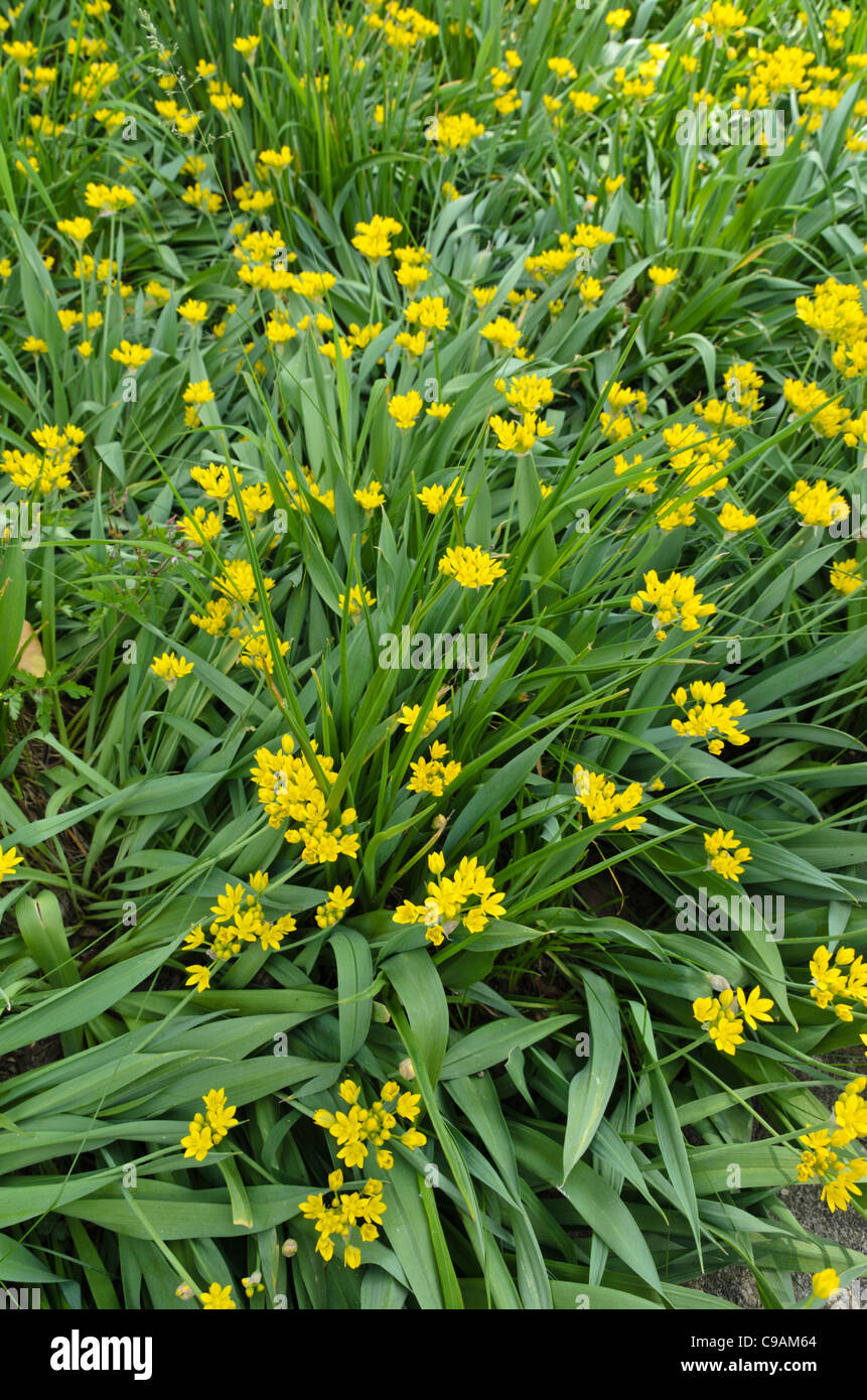 Lily leek (Allium moly Stock Photo - Alamy