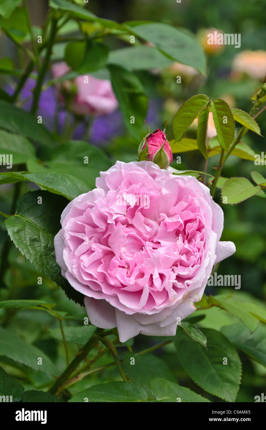 English rose (Rosa Mary Rose Stock Photo - Alamy
