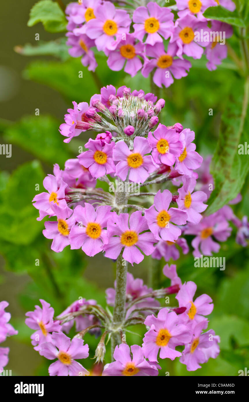 Candelabra primrose primula bullesiana flowering hi-res stock ...