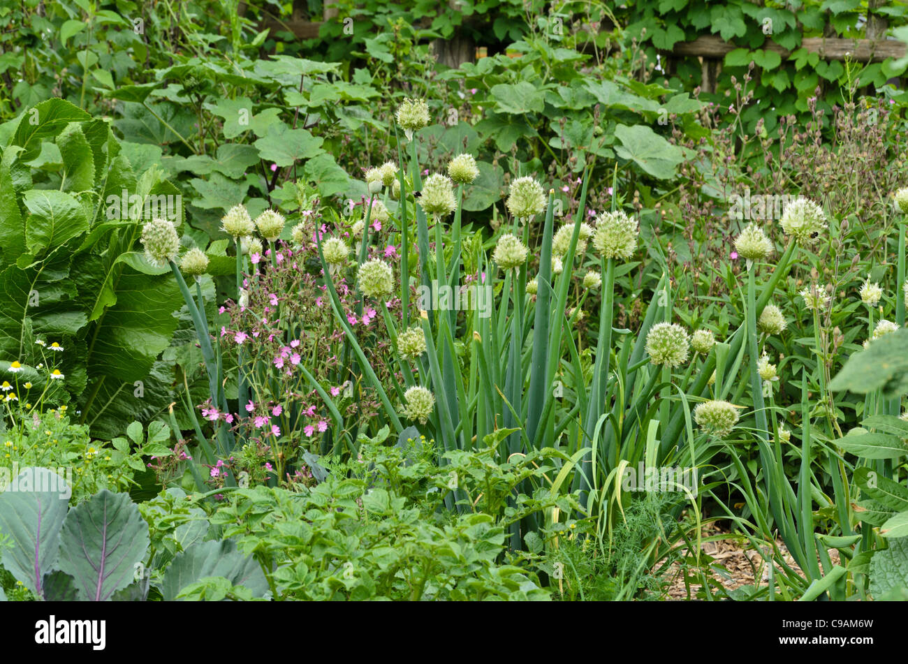 Welsh onion (Allium fistulosum Stock Photo - Alamy