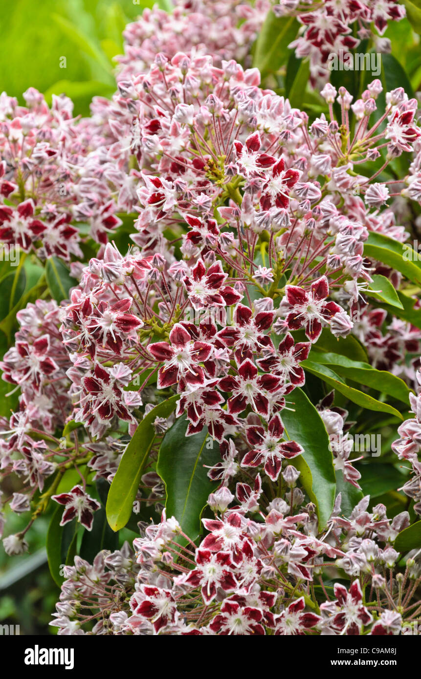 Kalmia latifolia hi-res stock photography and images - Alamy