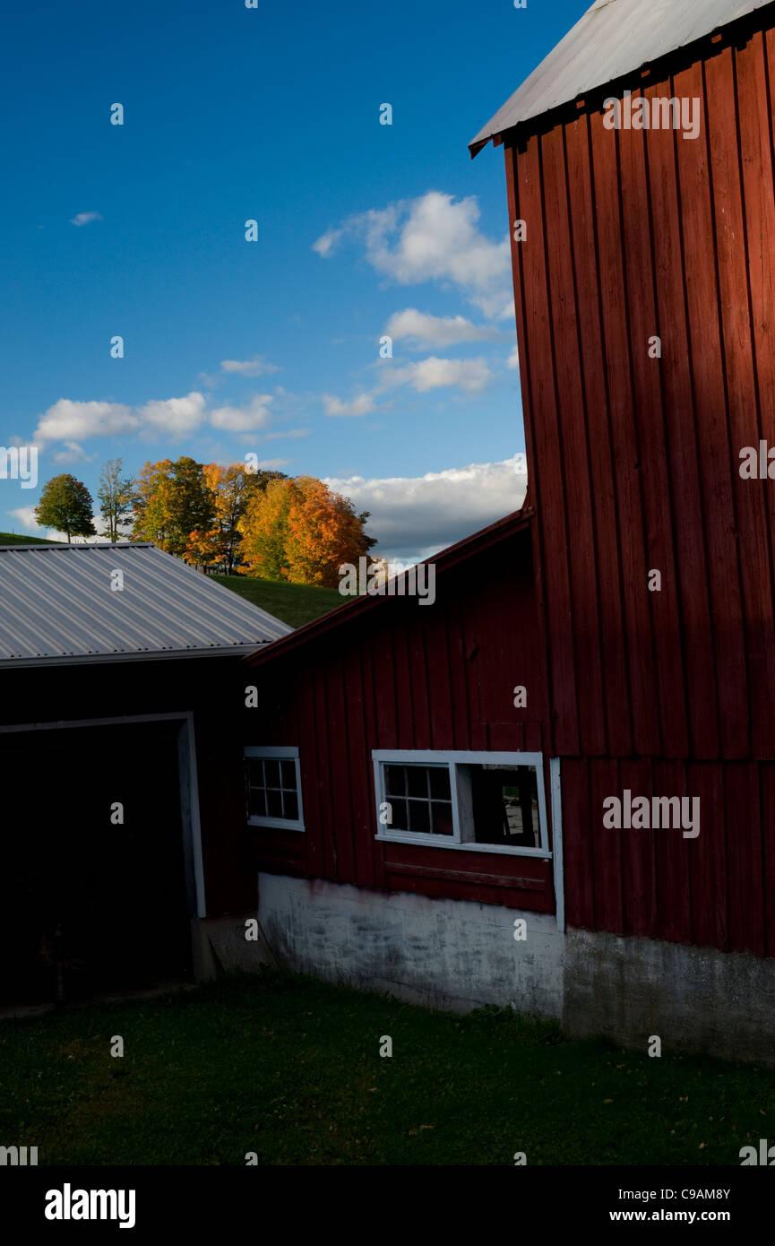 Autumn trees in the distance at a dairy farm in Alfred, New York with a ...