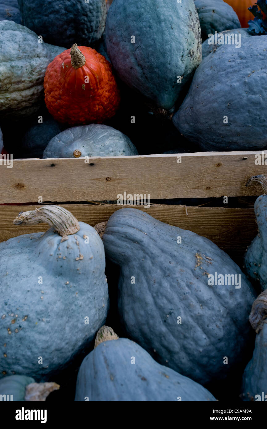Orange hubbard squash standing out among blue hubbard at a roadside ...