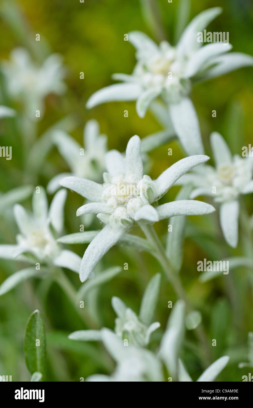 Edelweiss (Leontopodium nivale syn. Leontopodium alpinum Stock Photo ...