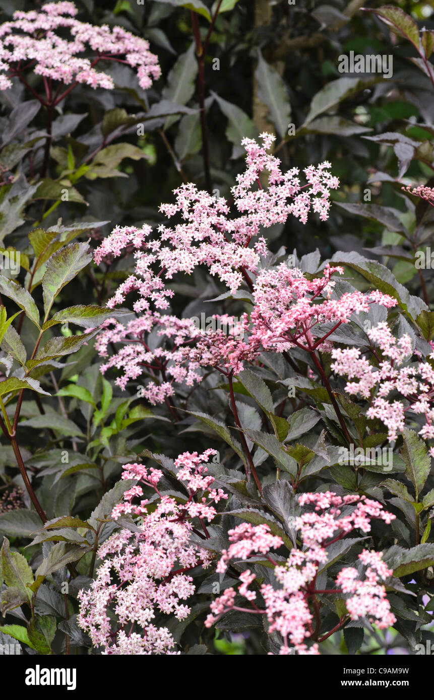 Common elder (Sambucus nigra 'Black Beauty' Stock Photo - Alamy