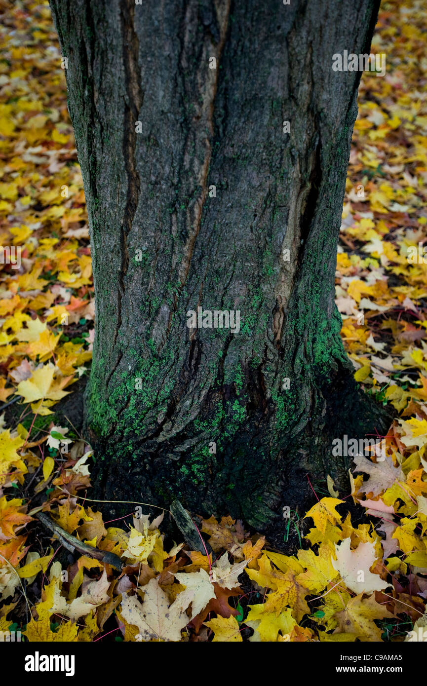Black Walnut Leaves Trunk