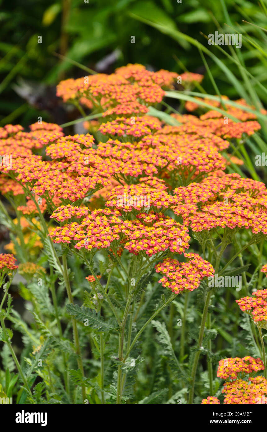 Fernleaf yarrow (Achillea filipendulina 'Feuerland' Stock Photo - Alamy