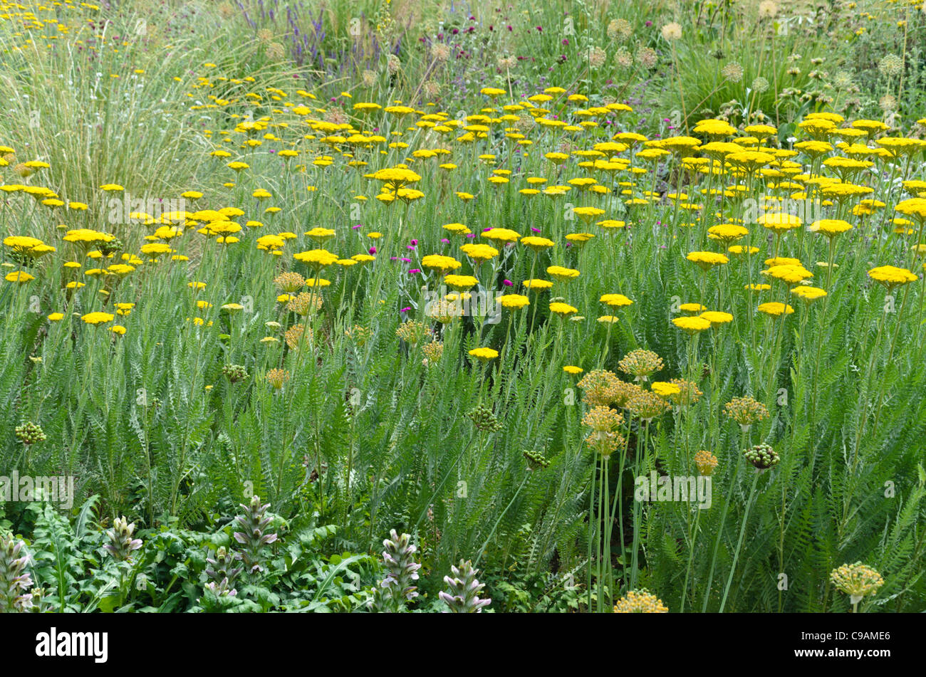 Fernleaf yarrow (Achillea filipendulina 'Gold Plate' Stock Photo - Alamy