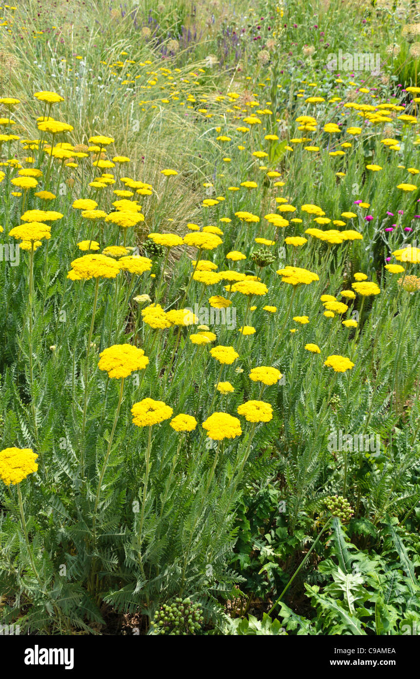 Fernleaf yarrow (Achillea filipendulina 'Gold Plate' Stock Photo - Alamy